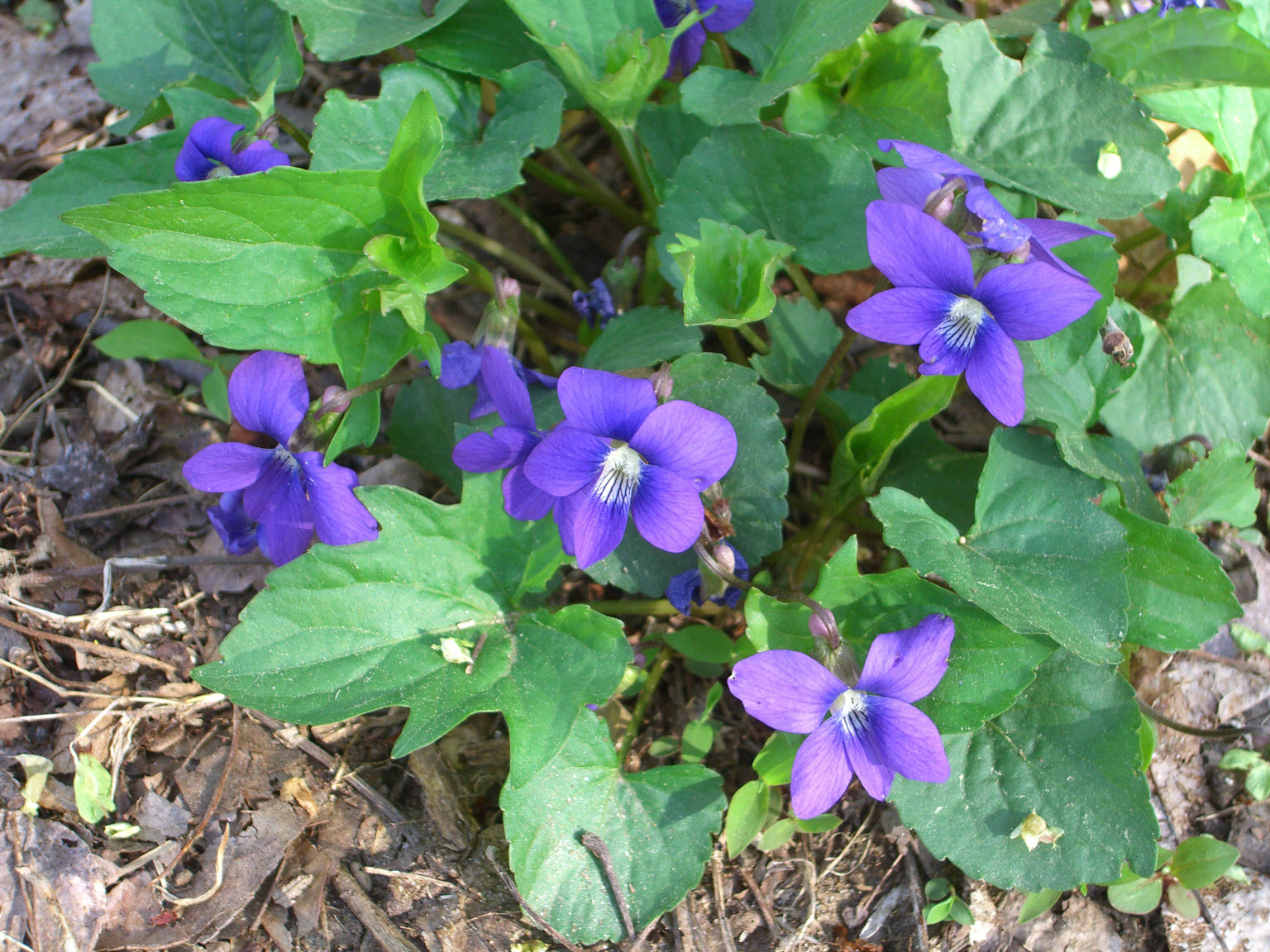 Wild Violets – GlassyMountain.org
